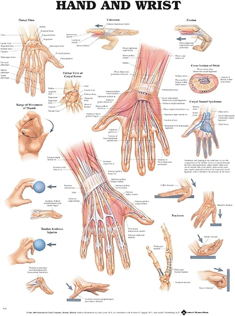 Hand and Wrist Anatomical Chart - Laminated | Physical Enterprise Website