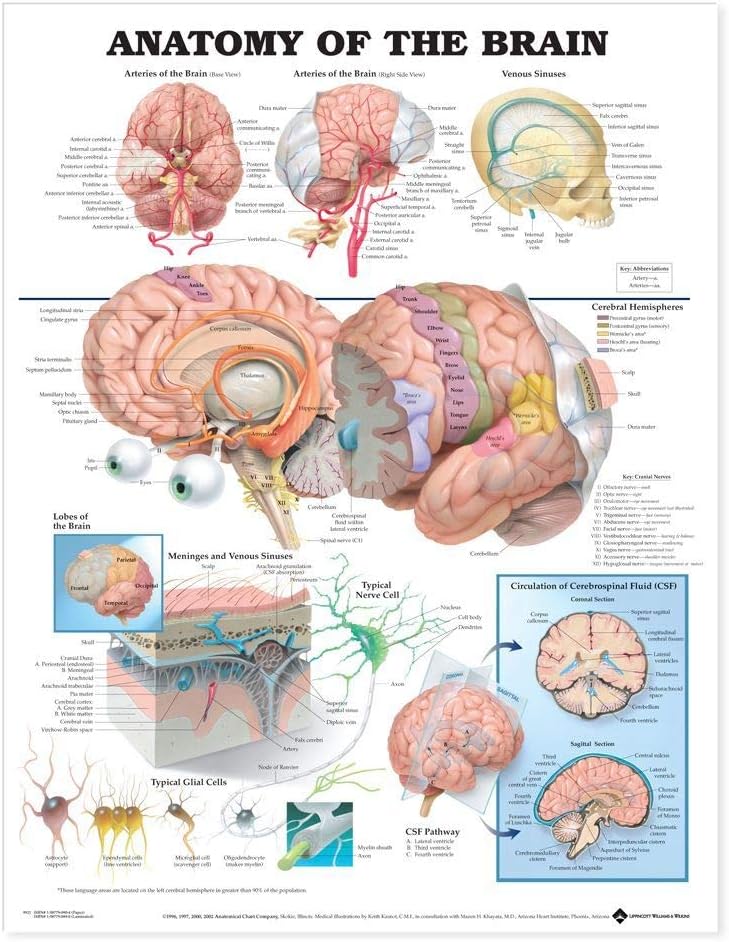 The Anatomy of the Brain Anatomical Chart - Laminated | Physical ...