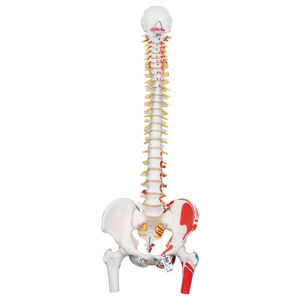 Classic Human Flexible Spine Model with Femur Heads & Painted Muscles ...